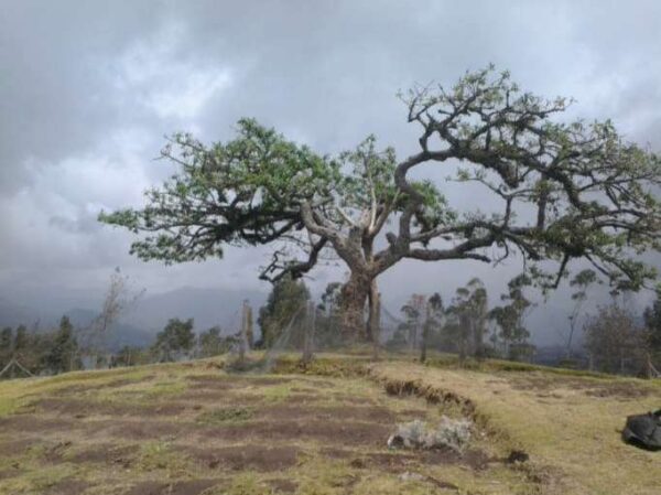 El Lechero, un arbol sagrado - Ciudad de Otavalo